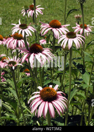 Echinacea purpurea 'Bright star' flower Stock Photo - Alamy