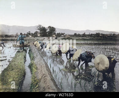 [ 1890s Japan - Japanese Farmers in Rice Field ] — Two women are ...