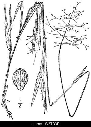 Dichanthelium acuminatum var fasciculatum (as Panicum fasciculatum) HC ...