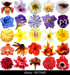 Big Selection of Various Flowers Isolated on White Background. Red ...