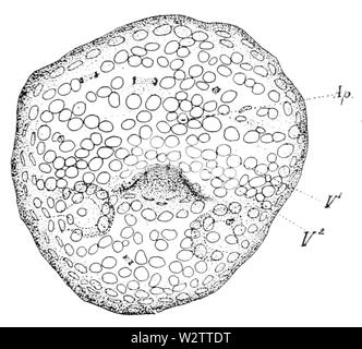 Fiona pinnata veliger Stock Photo - Alamy