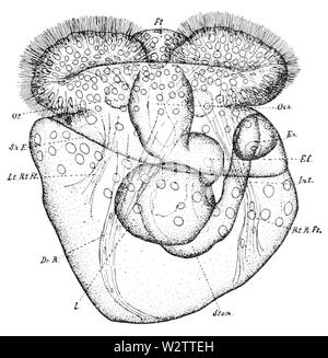 Fiona pinnata veliger 2 Stock Photo - Alamy