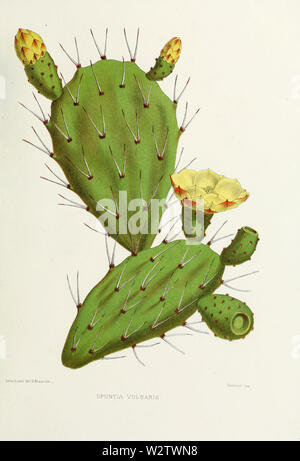 This image features a cactus plant, with the flower showing signs of ...