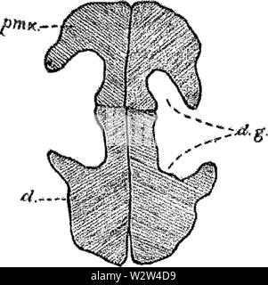 Gilmore Notes on Osteology of Baptanodon Fig 7 Stock Photo - Alamy