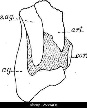 Gilmore Notes on Osteology of Baptanodon Fig 10 Stock Photo - Alamy