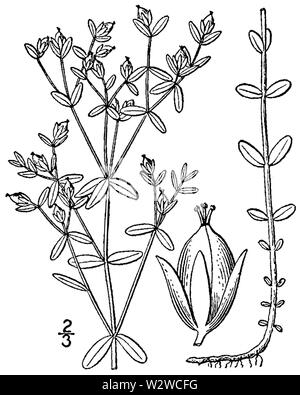 St John's wort is the plant species Hypericum perforatum, and is also ...