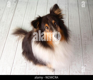 Beautiful tricolor sheltie (shetland shepherd) staying in a begging ...