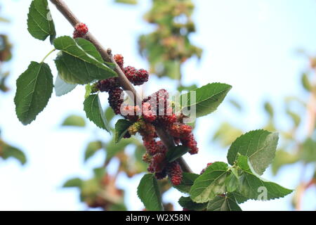 sahtoot fruit,tree,fruit,plant,poper mullberry Stock Photo - Alamy