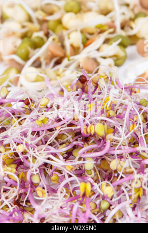Different types of healthy sprouts containing natural vitamins and ...