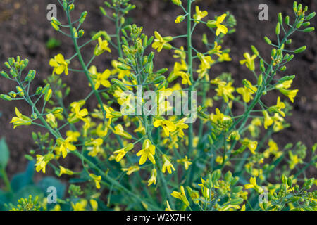Common vegetable cabbage inflorescence yellow flowers which appears in ...
