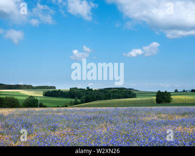 belgian countryside landscape with corn flowers under liege in the ...