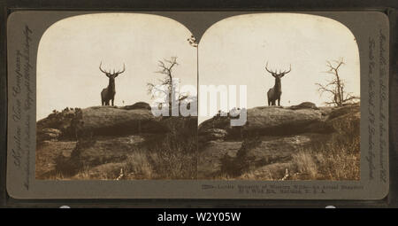 Lordly monarch of western wilds, an actual snapshot of a wild elk ...