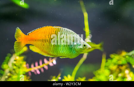 closeup of a boesemani rainbow fish, popular and colorful fish in ...