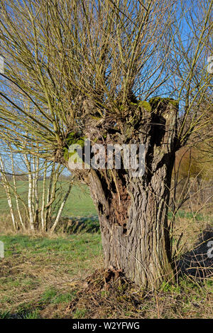 Old Willow Tree In The Open Countryside Stock Photo - Alamy