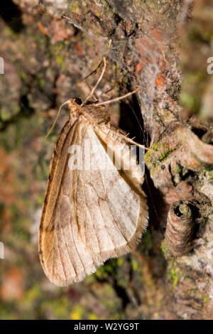 Male Winter moth (Operophtera brumata) dark form, close-up Stock Photo ...