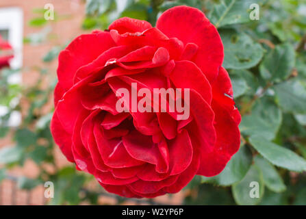 Red rose flower opening sequence Stock Photo - Alamy