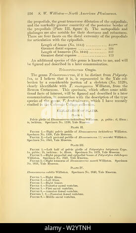 North American Plesiosaurs Elasmosaurus, Cimoliasaurus, and Polycotylus ...