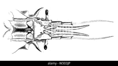 Oregonia gracilis Dana, 1851 (Graceful decorator crab Stock Photo - Alamy