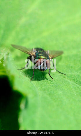 Greenbottle fly (Lucilia caesar) Kent, UK Stock Photo - Alamy