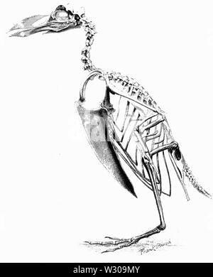 Great Auk skeleton Stock Photo - Alamy