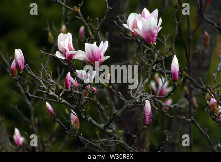 Tree buds beginning to bloom in spring Stock Photo - Alamy