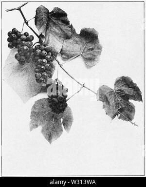 fox grape (Vitis labrusca Stock Photo - Alamy