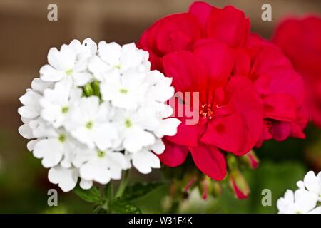 Geranium ‘Toscana Regina Stock Photo - Alamy