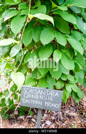 Schisandra Chinensis 'Eastern Prince' growing at Berkshire Botanical ...