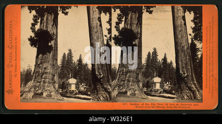 Section of the Big Tree, 30 feet in diameter, and House over the Stump ...