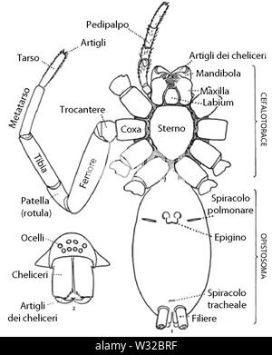 Spider external anatomy Stock Photo - Alamy