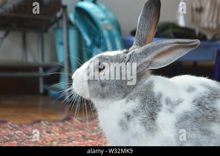 My rabbit, Thunder, stares at the camera, zooming in on his face, with ...