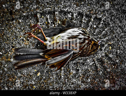 A dead bird on the road run over by a car, Germany Stock Photo - Alamy