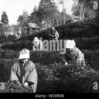 [ 1900s Japan - Japanese Tea Pickers ] — Tea pickers in kimono, wearing ...
