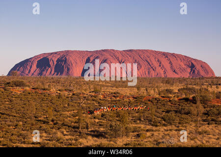 Uluru at Sunset with Camels Stock Photo - Alamy