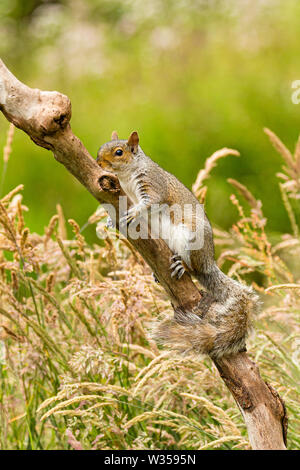 grey squirrel foraging Stock Photo - Alamy