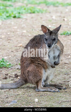 Australian Parma wallaby, (Macropus parma), native to New South Wales ...