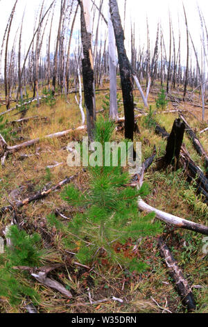Forest fire aftermath Yellowstone National Park Wyoming Stock Photo - Alamy
