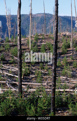 Forest fire aftermath Yellowstone National Park Wyoming Stock Photo - Alamy