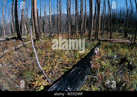 Forest fire aftermath Yellowstone National Park Wyoming Stock Photo - Alamy
