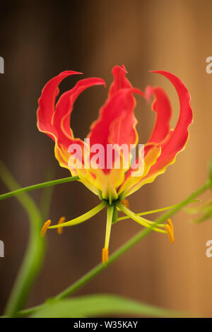 Closeup of Glory Lily, Gloriosa superba, Pune, Maharashtra, India Stock ...