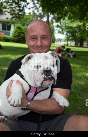 english bulldog sitting looking off to the side on white background ...