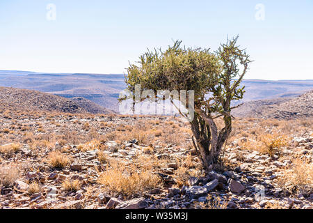 Desert landscape with desert shrubs and small desert plants Stock Photo ...