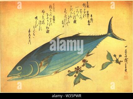 bonito, katsuo, skipjack tuna Stock Photo - Alamy