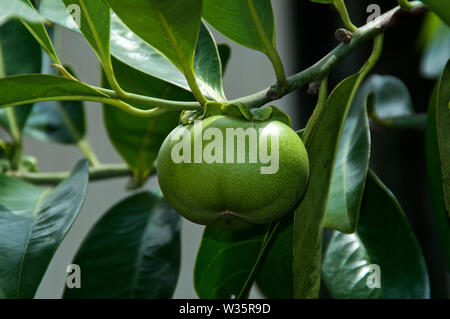 Manchineel tree, Hippomane mancinella, Tree, Fruit, Puerto Egas ...