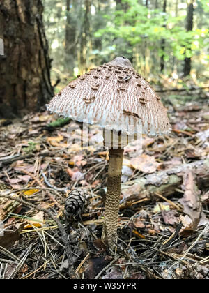 Macrolepiota procera in forest. Studio Photo Stock Photo - Alamy