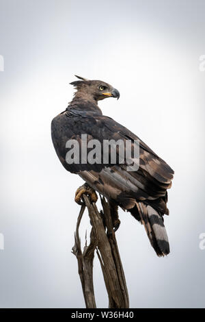 African crowned eagle on dead tree stump Stock Photo - Alamy