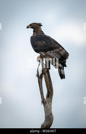 African crowned eagle on branch facing left Stock Photo - Alamy