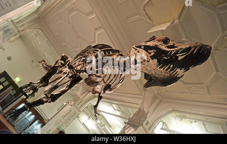 T-Rex skeleton at Manchester Museum Stock Photo - Alamy
