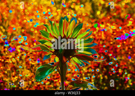 Psychedelic Sunflower, Flower Power Stock Photo - Alamy