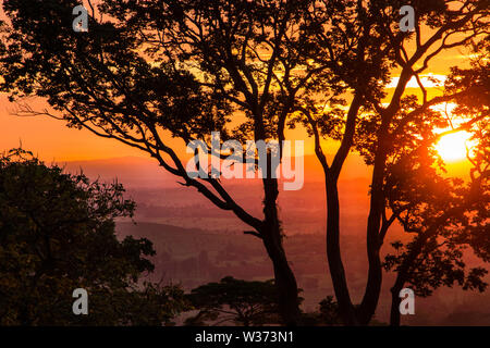 Silhouettes of big tree on a sunset sky background Stock Photo - Alamy